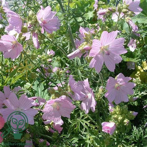 Malva Moschata ‘rosea Find Haveplanter