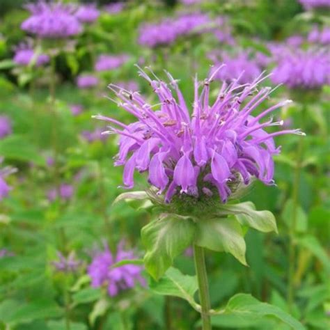 Mintleaf Bee Balm Herb Seeds Monarda Fistulosa 50 Seeds Etsy