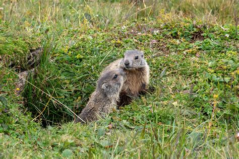 Funnyassmemes Photos Download The Best Free Funnyassmemes Stock