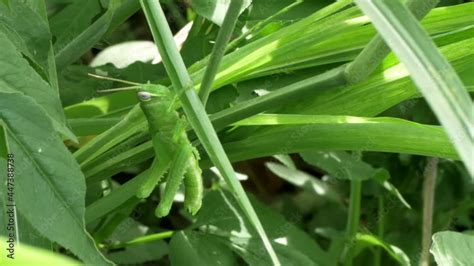 A Common Grasshopper Nymph Right After Going Through One Of Multiple