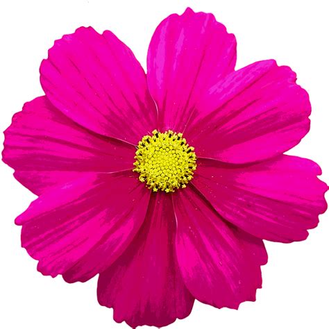 Flores Individuales De Color Rosa Rosas Individuales Floristería