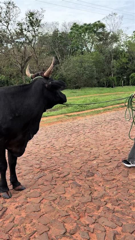 Videos De Delfi One 💋🇦🇷🇵🇾 Delfi0ne Con Sonido Original Delfi One 💋🇦🇷🇵🇾” Tiktok