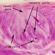 Tongue Histology Taste Buds