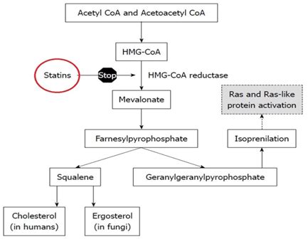 Pravastatin Drugs Details