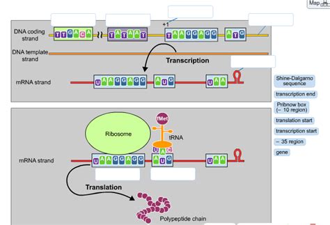Dna Coding Strand Dna Template Strand Mrna Strand