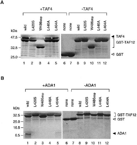Gst Pulldown Assay To Test For Protein±protein Interactions Between