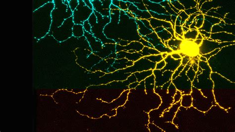How Does Continuous Stimulation With Alternating Currents Alter Event