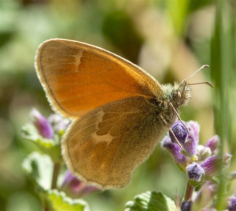 Butterflies Of The World Species Types And Photos