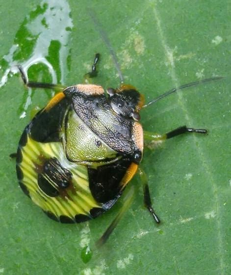 Colorful Round Bug Chinavia Hilaris Bugguidenet
