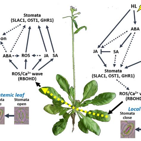 The Abscisic Acid Aba Pathways Affecting The Heat Response In Plants