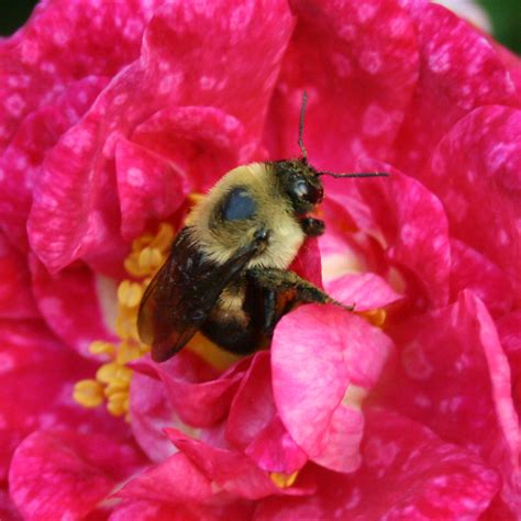 Twenty Pound Tabby Native Bees Of Colorado