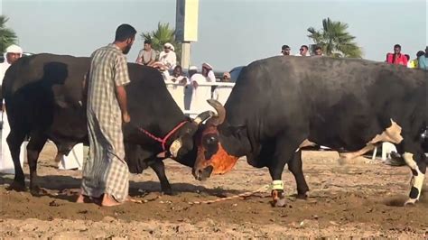 ساردار و الظلام Youtube