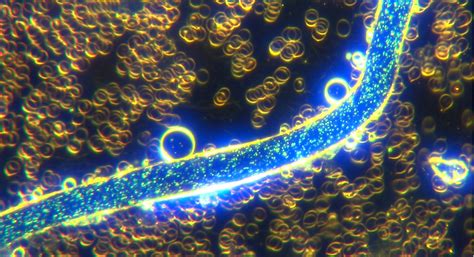 Self Assembly Nanomaterials Used For Battery And Electronic Devices