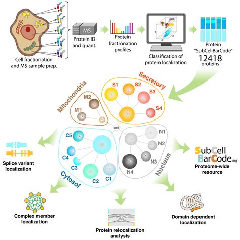 Subcellbarcode Proteome Wide Mapping Of Protein Localization And