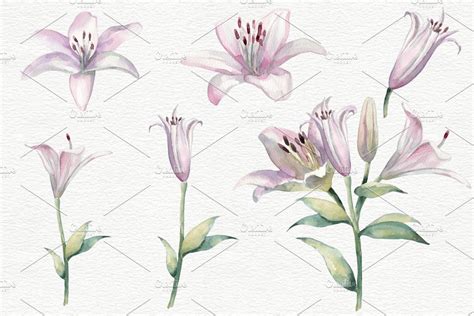 Lilies Watercolor Flower Clip Art Masterbundles