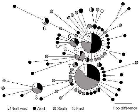 Median Joining Network Of Coi Mtdna Haplotypes In Fenneropenaeus