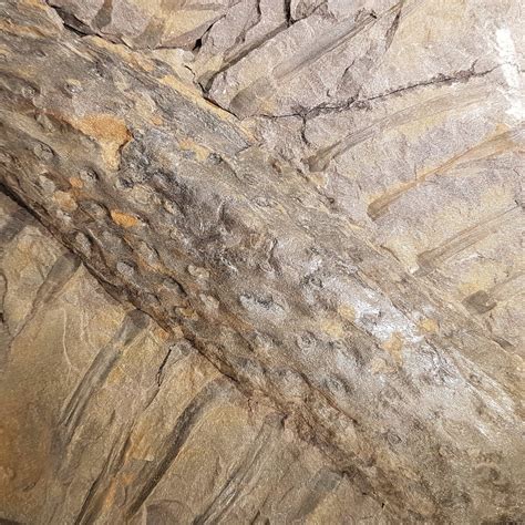 Stigmaria Sp Member Collections The Fossil Forum