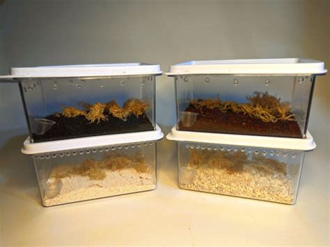 Scorpion Enclosure Set Up Lazada Ph