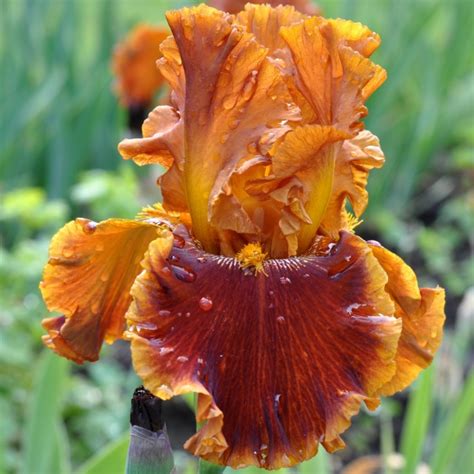 Brown Iris