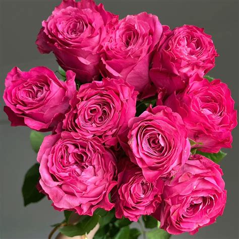 All 4 Love Dutch Florist Shrub Rose Highgarden Roses