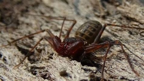 Genus Sarax · Inaturalist
