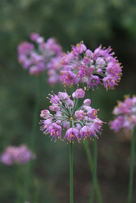 Allium Chinense Pan Global Plants