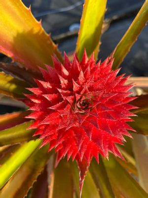 Red Pineapple Plant Miami Fruit