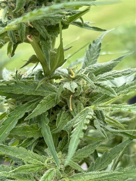 Inchworms Rmicrogrowery