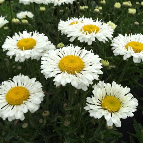 Ivančica Dupla Leucanthemum Real Neat Sadnice