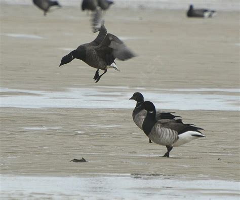 Bernache Cravant Adulte Thhe129132