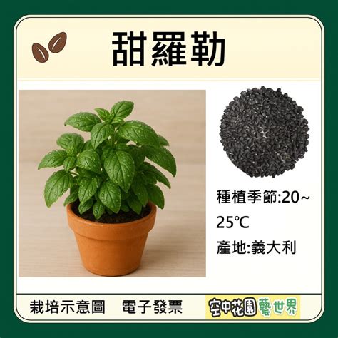 【台灣出貨 電子發票】甜羅勒 種子 菜籽 香草 香料 羅勒 空中花園藝世界 蝦皮購物