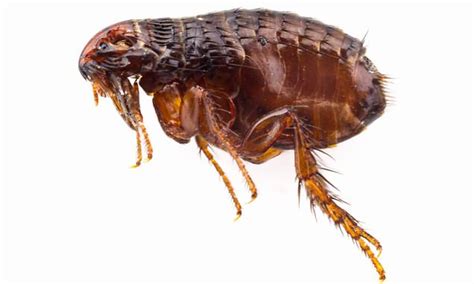 What Is Flea Borne Typhus Daily Mail Online