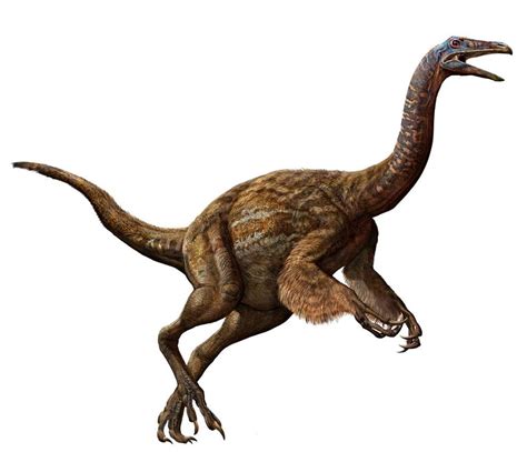 American Museum Of Natural History Meet Struthiomimus Altus The Name