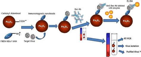 Custom Beads Based Kit Development Cd Bioparticles