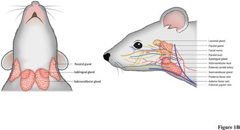 Comparing Human And Mouse Salivary Glands A Practice Guide For