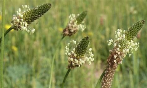 Trputac Sirup Sve Za Zenu