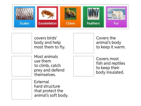Functions Of External Structures Grade 4 Match Up