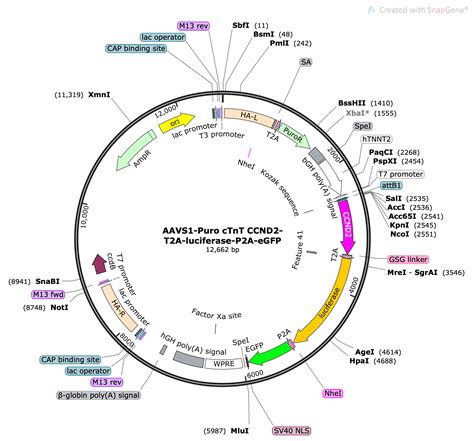 Addgene Xlone Puro Ccnd2 T2a Luciferase P2a Egfp