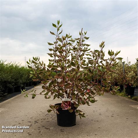 Cornus Alba Miracle Dobies