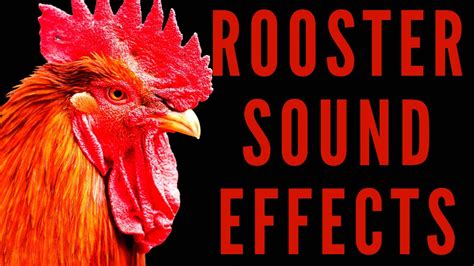 Rooster Sound Effects Rooster Crowing Youtube