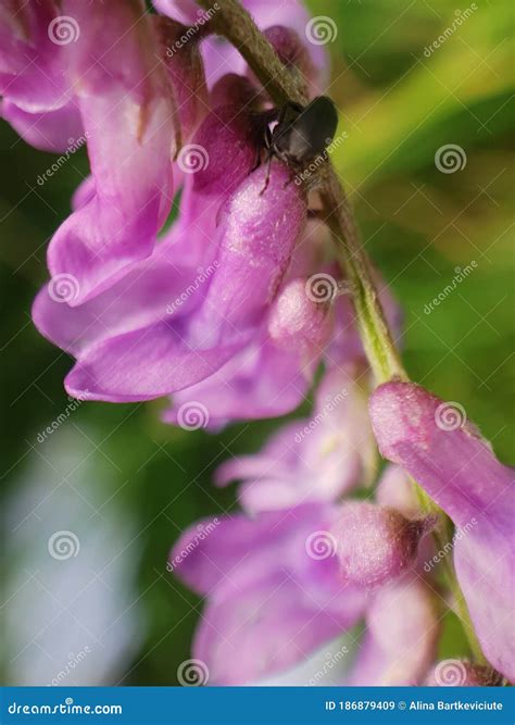 Bugs Making Love Stock Image Image Of Plant Insect 186879409