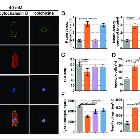 Inhibition Of Cytoskeleton Aggregation Decreased High Glucose Induced