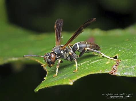 Paper Wasp