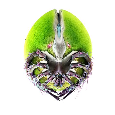 Technology Micronaut The Fine Art Of Microscopy By Science