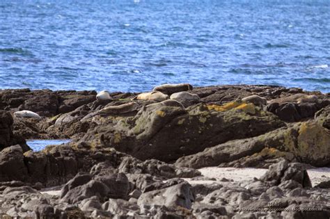 Península De Vatnsnes Focas Aves Acuáticas Y Fiskisúpa