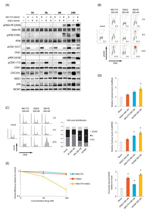 Differential Effects Of Combined Atr Wee1 Inhibition In Cancer Cells Pmc