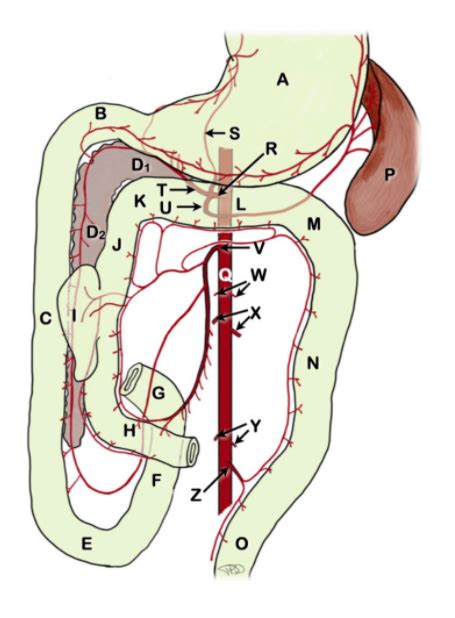 Abdominal Arteries Jejunum Removed Diagram Quizlet