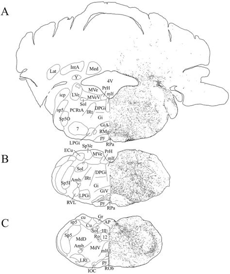 Neurons Containing Hypocretin Orexin Project To Multiple Neuronal Systems Pmc
