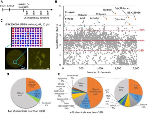 In Vitro Expansion Of Mouse Primordial Germ Cell‐like Cells