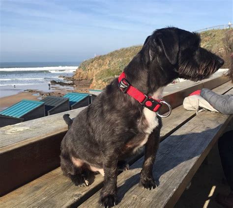 Jackapoo A Hybrid Jack Russell And Poodle Cross